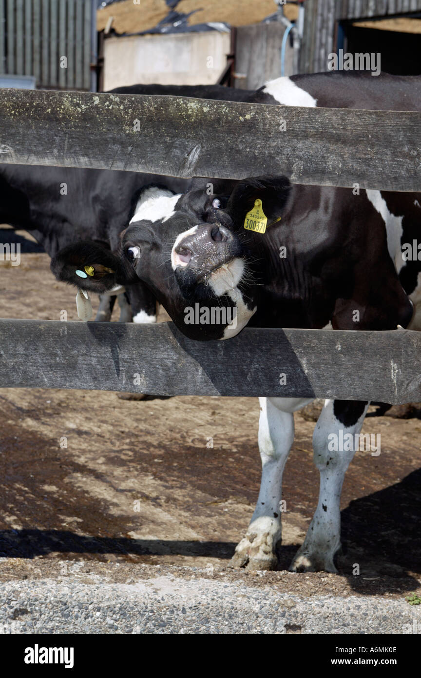 Worthy farm cows hi-res stock photography and images - Alamy