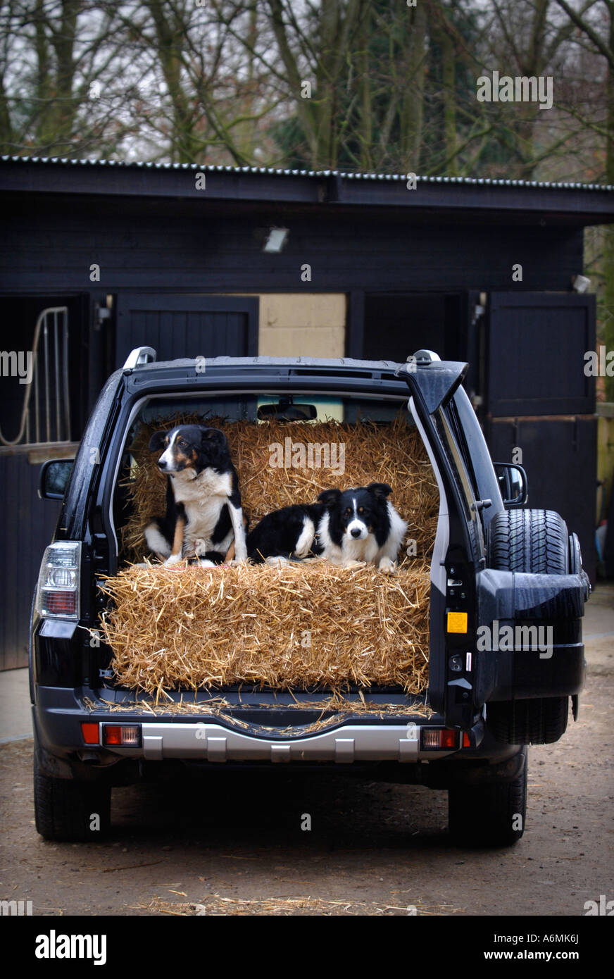 Dog dogs border collie border collies in car hi-res stock photography ...