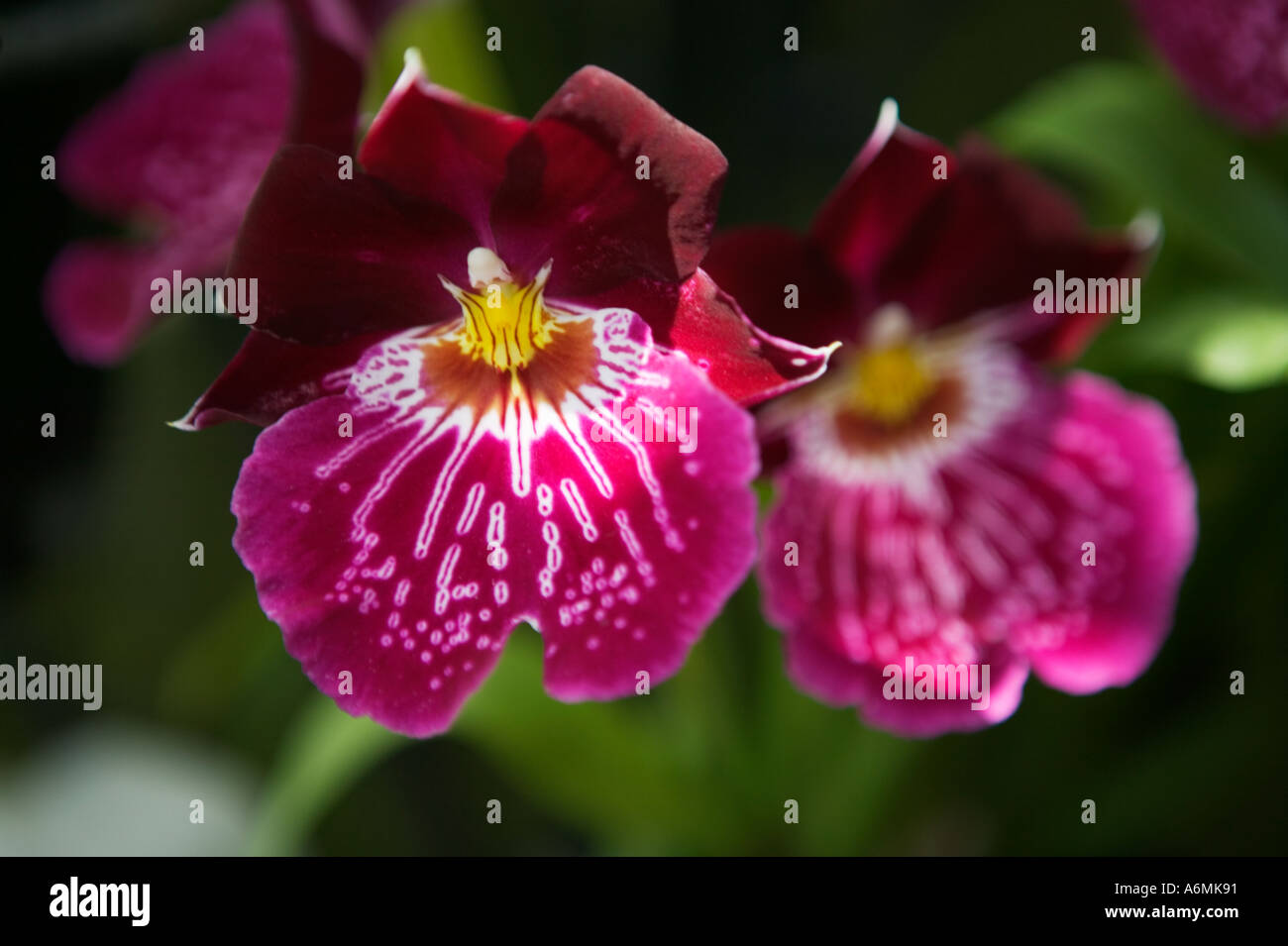 A rare orchid in conservatory at Longwood Gardens Kennett Square ...