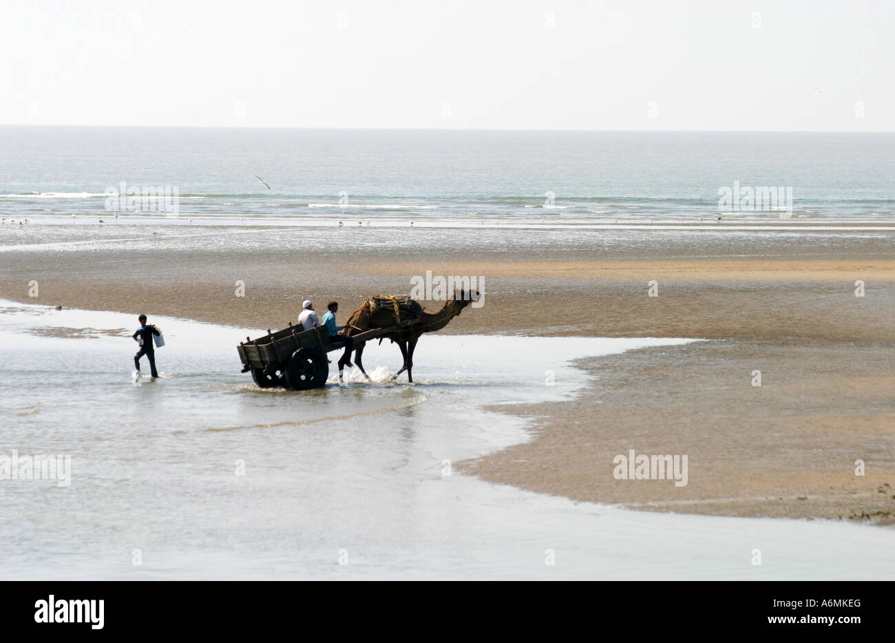 Camel pulling a cart loaded with fish along the beach at low tide to ...