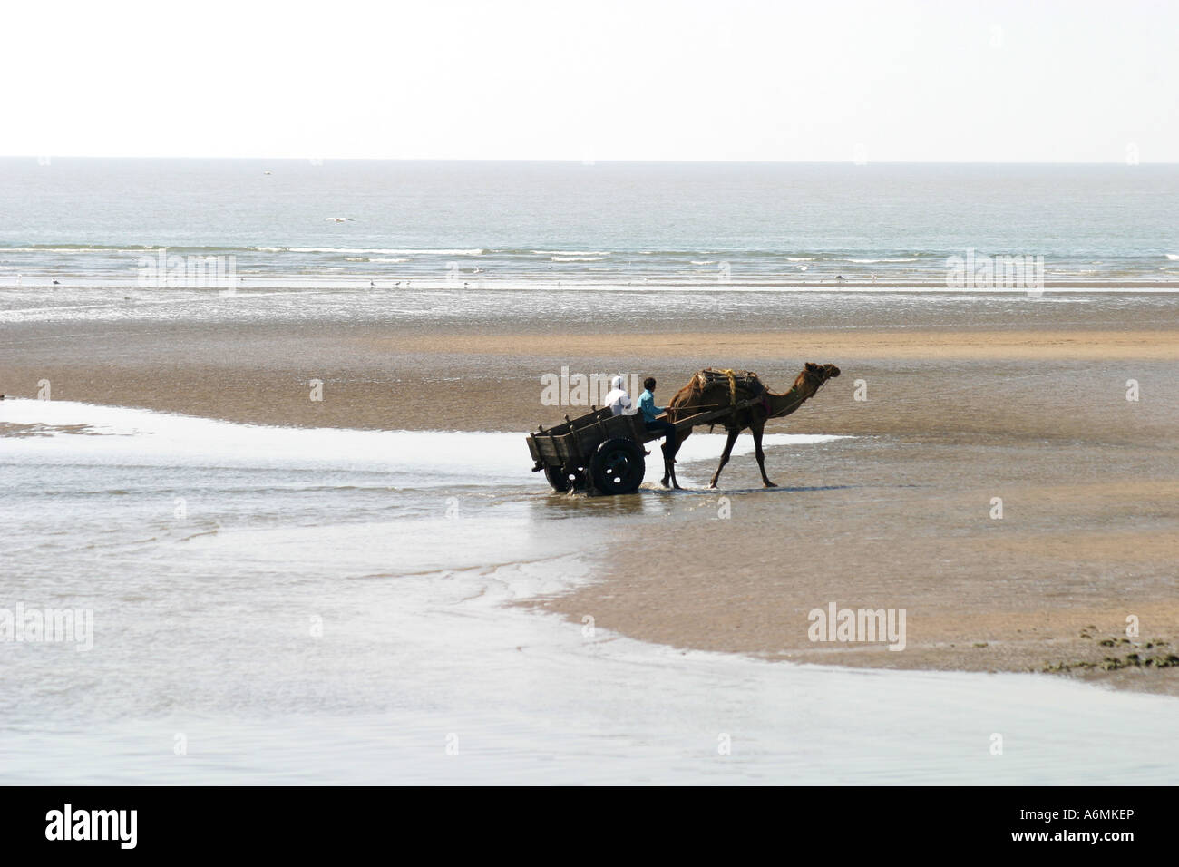 Camel pulling cart hi-res stock photography and images - Alamy