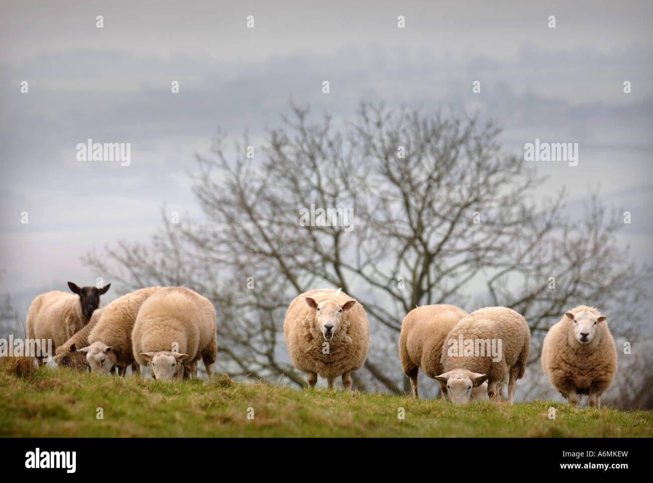 A FLOCK OF SHEEP ON A HILLSIDE IN GLOUCESTERSHIRE UK Stock Photo - Alamy