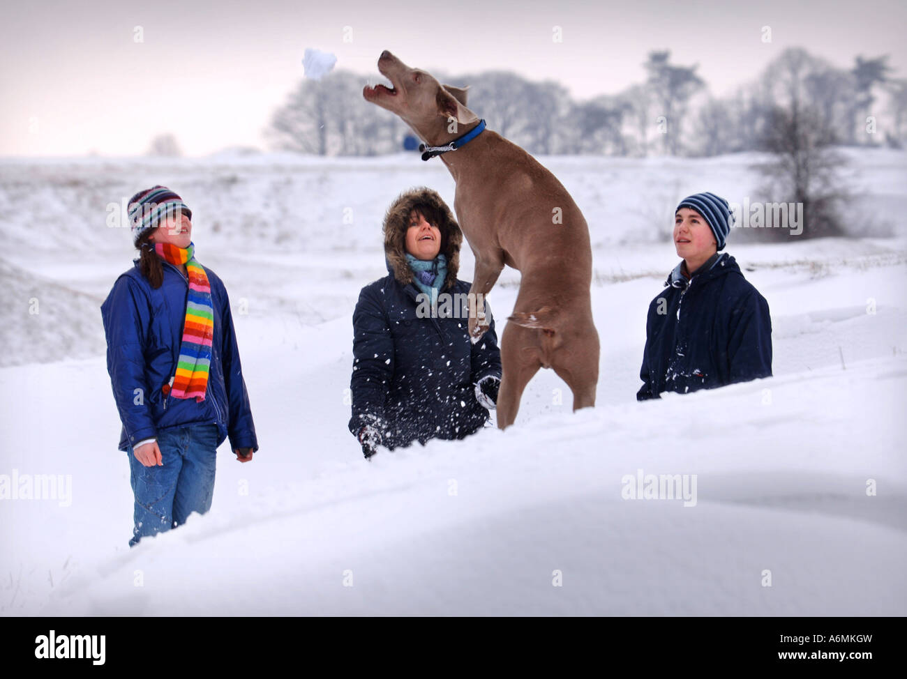 CHILDREN PLAYING WITH A PET DOG IN THE SNOW ON MINCHINHAMPTON COMMON ...