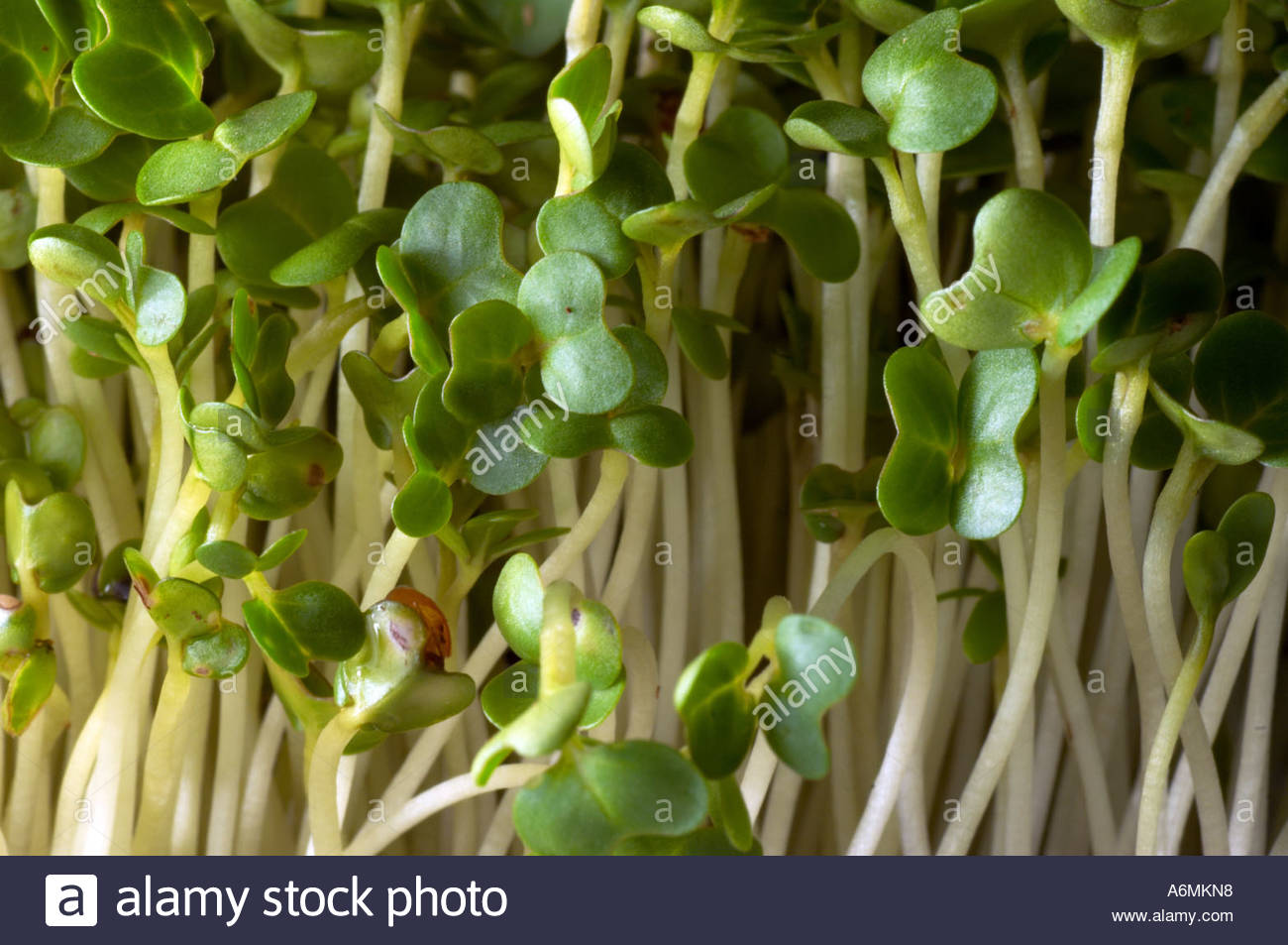 A bunch of cress seedlings Stock Photo - Alamy