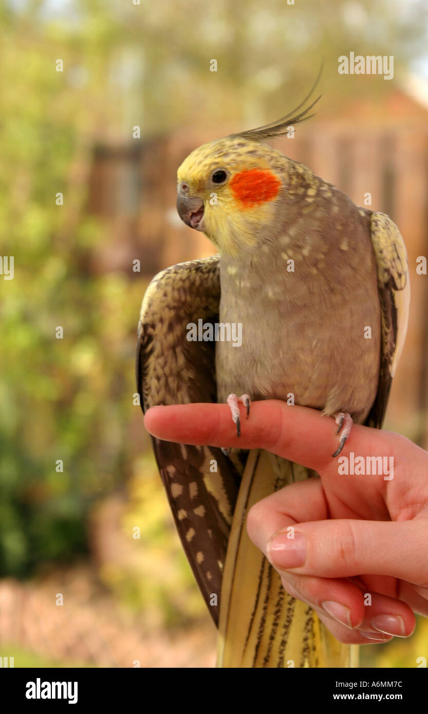 Cockatiel pied hi-res stock photography and images - Alamy