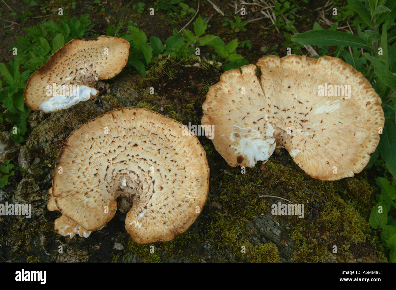 Large fungi hi-res stock photography and images - Alamy