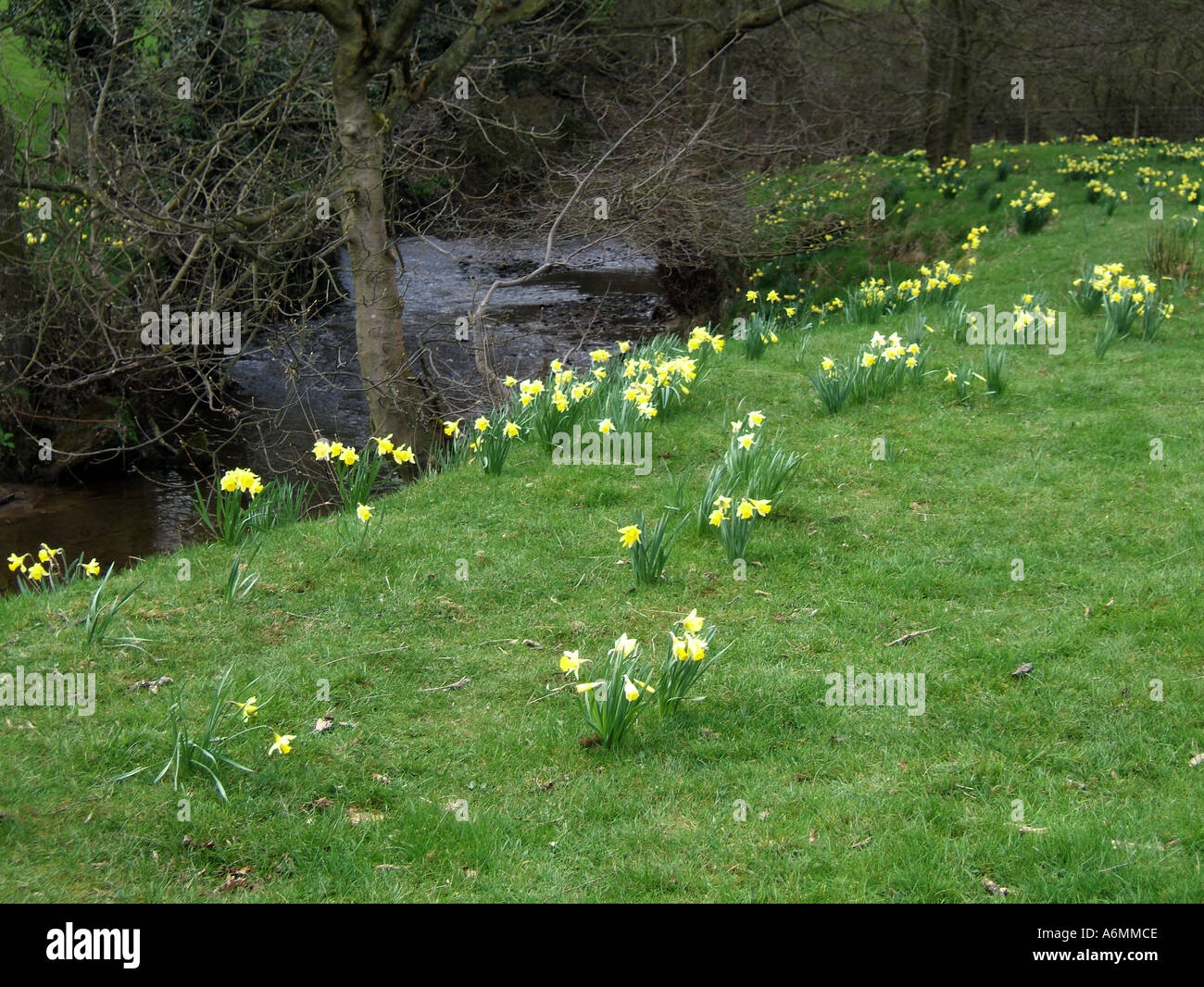 Flora wild wildflowers moors hi-res stock photography and images - Alamy