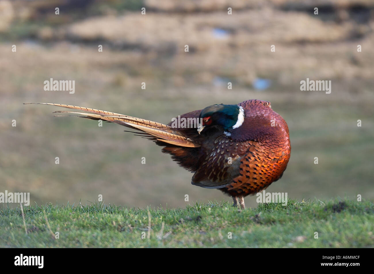 Pheasant game bird hi-res stock photography and images - Alamy