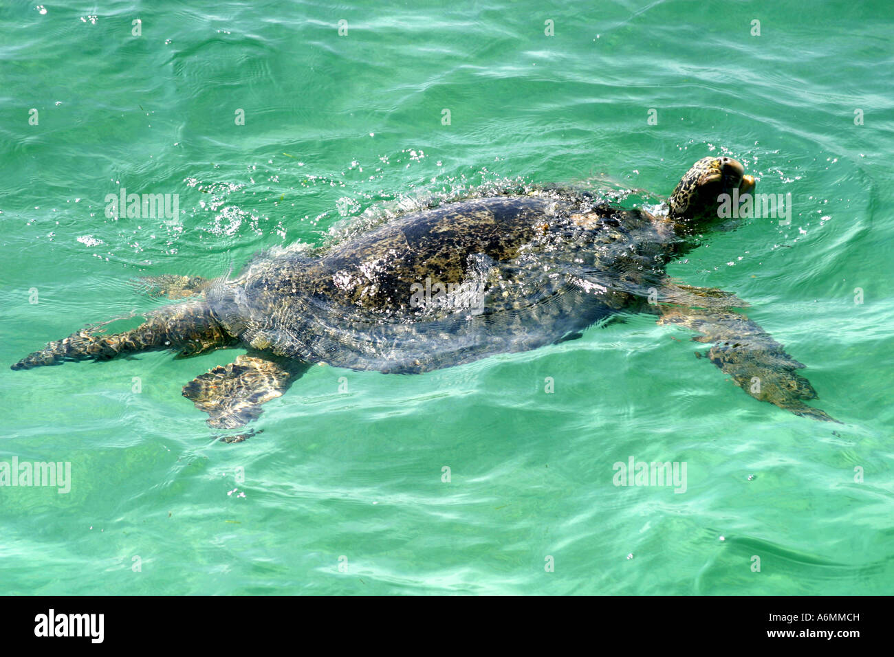 Hawksbill turtle swimming off Agatti Island in the Lakdashweeps,in the ...