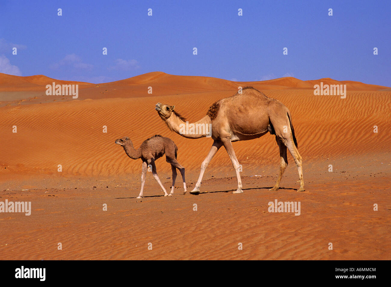 Camels in desert landscape at Al Hayer near Dubai United Arab Emirates ...