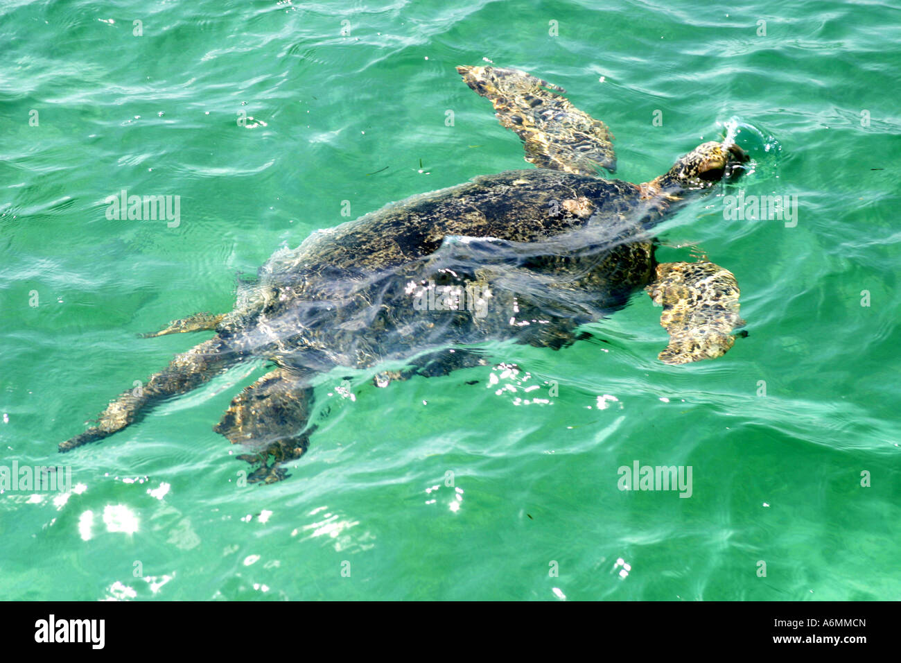 Hawksbill turtle swimming off Agatti Island in the Lakdashweep,in the ...