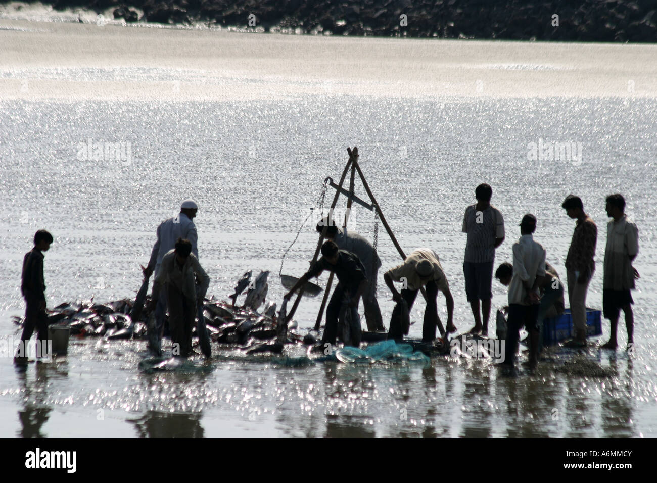 Weighing the morning fishing catch on the beach at Mandavi Port Gujarat ...