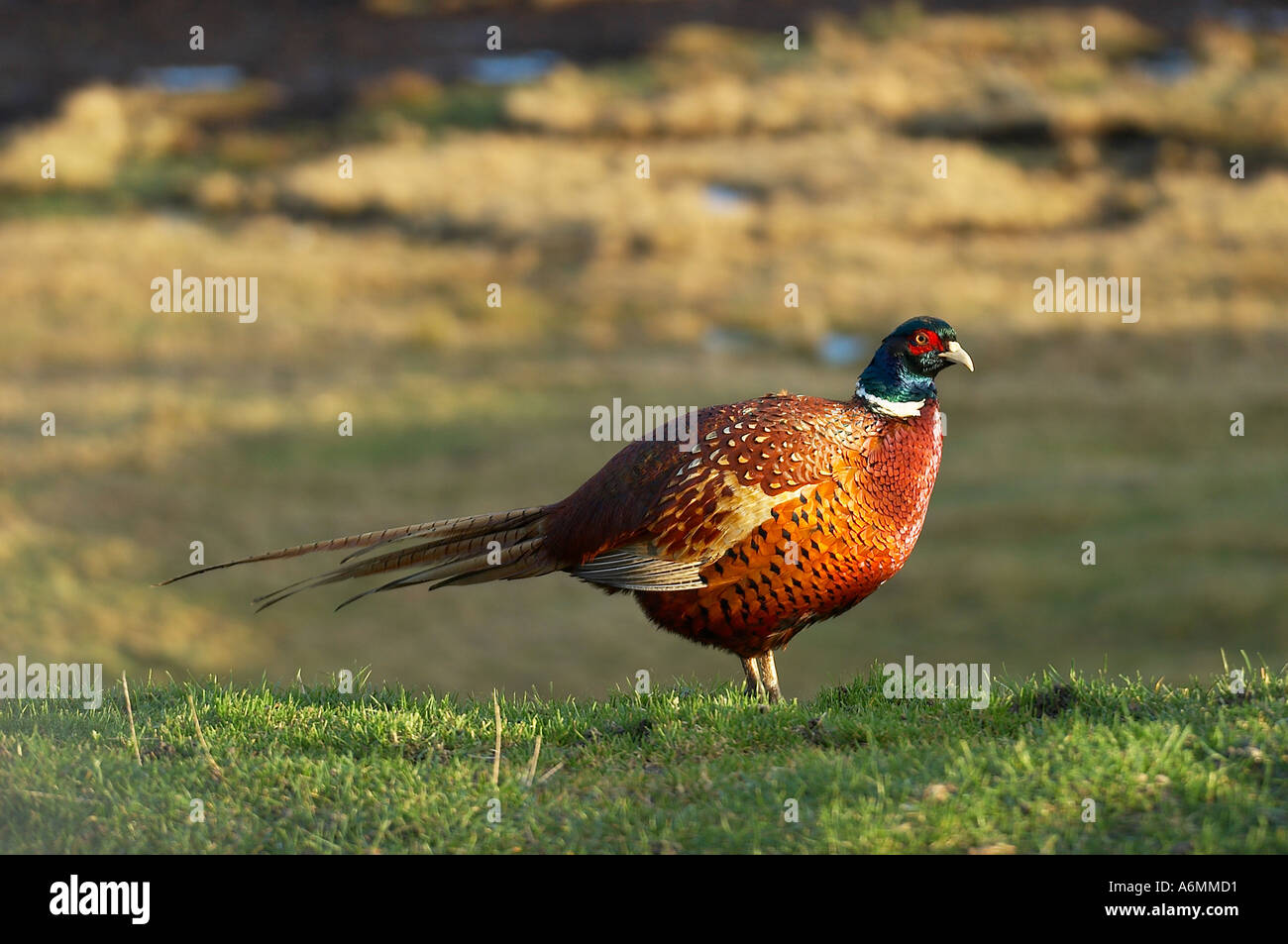Pheasant game bird hi-res stock photography and images - Alamy