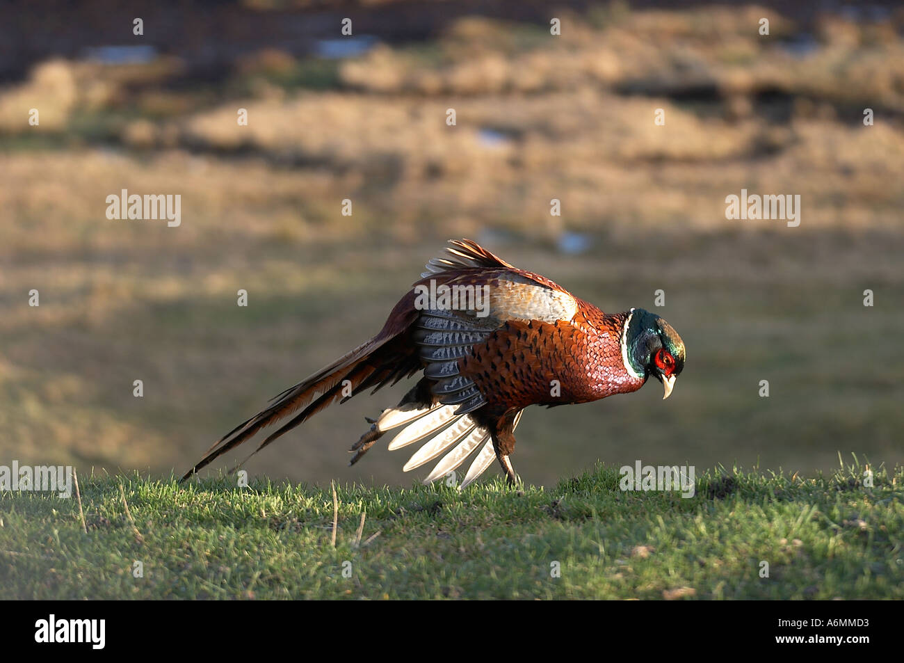 Pheasant game bird hi-res stock photography and images - Alamy