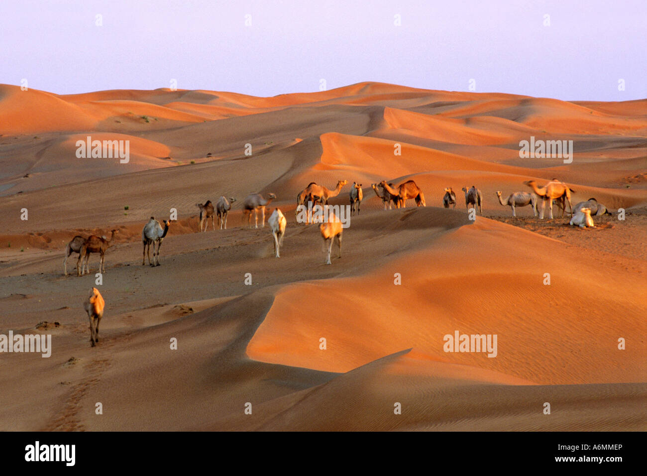 Herd of camels on sand dunes at Al Hayer near Dubai United Arab ...