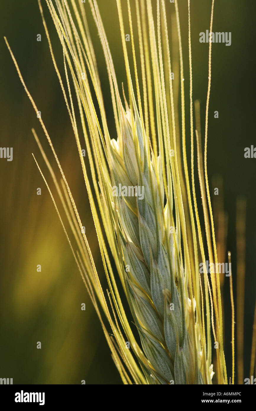 Barley close up with beautiful light Stock Photo - Alamy