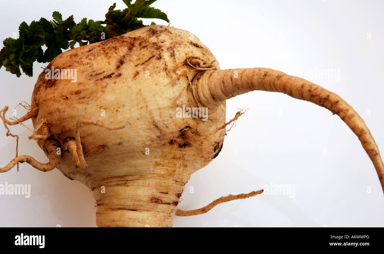 Parsnip with root looking like a nose Stock Photo - Alamy