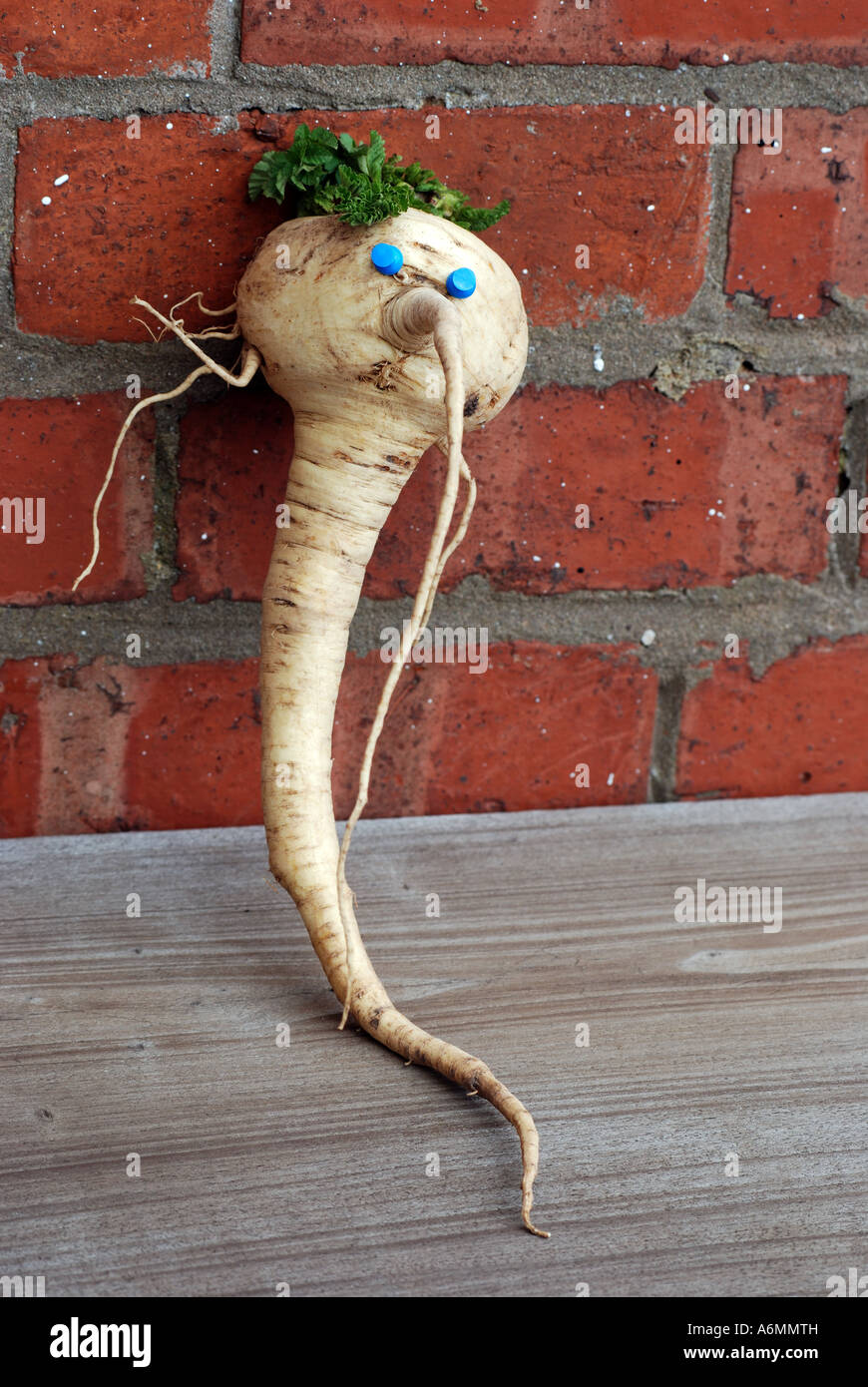 Parsnip with blue eyes Stock Photo - Alamy