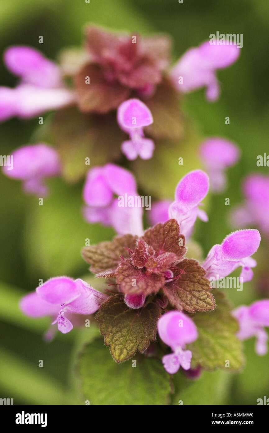 Nettle with pink flowers Stock Photo - Alamy