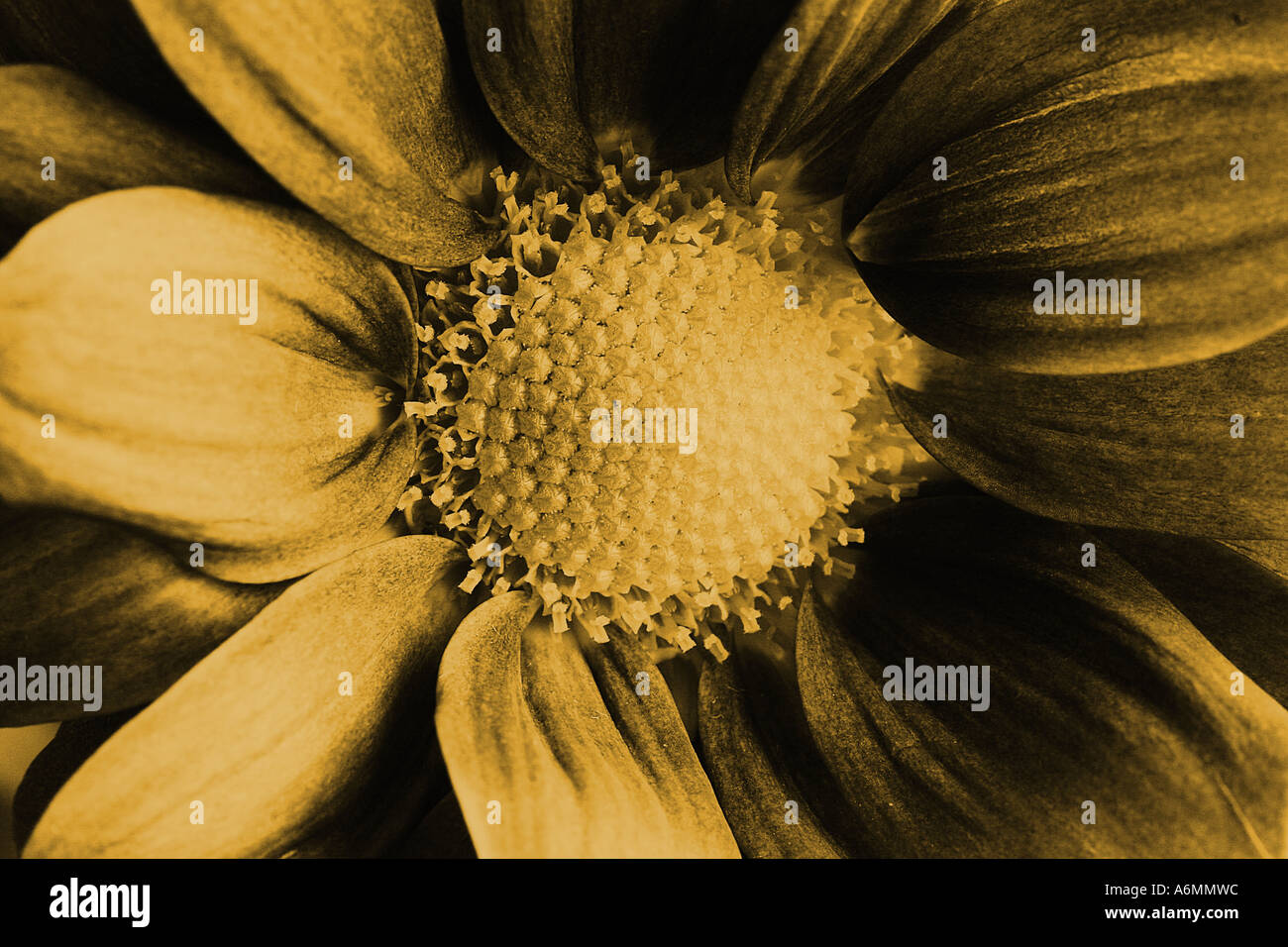 Sepia toned flower background hi-res stock photography and images - Alamy