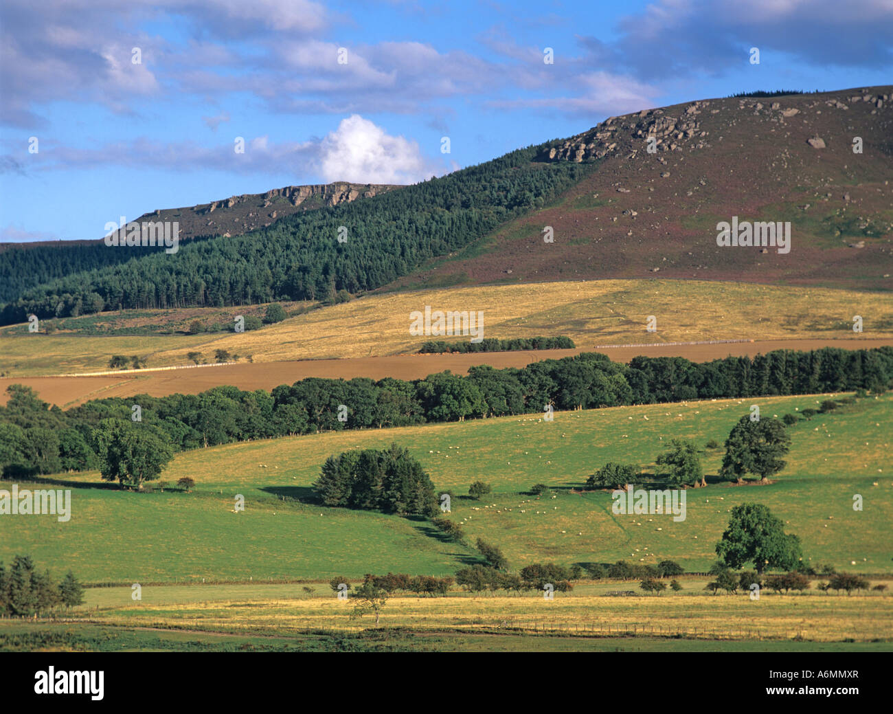 Commercial forestry on the slopes of the Simonside Hills in ...