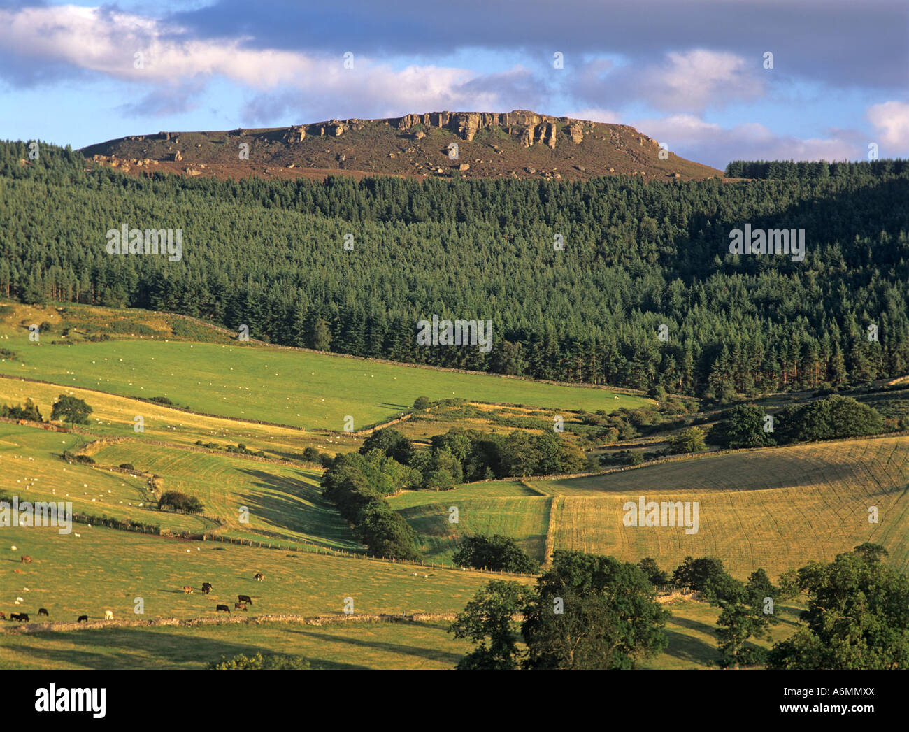 Commercial forestry on the slopes of the Simonside Hills in ...