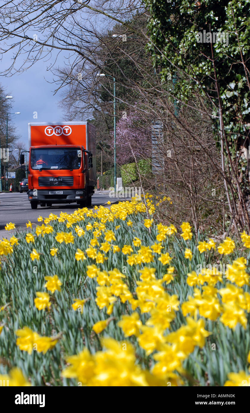 TNT lorry passing roadside daffodils, Solihull, West Midlands, England ...