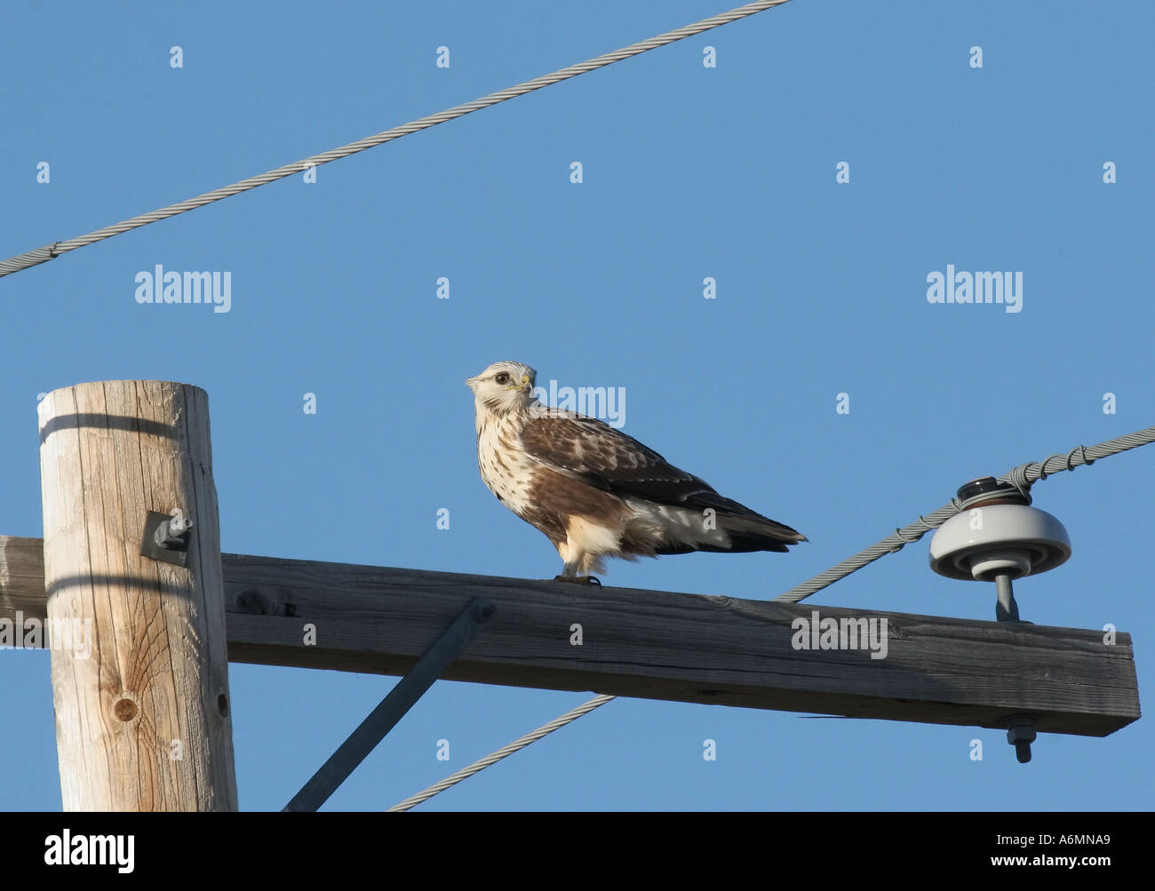 Rough-legged Hawk on pole in scenic Saskatchewan Canada Stock Photo - Alamy
