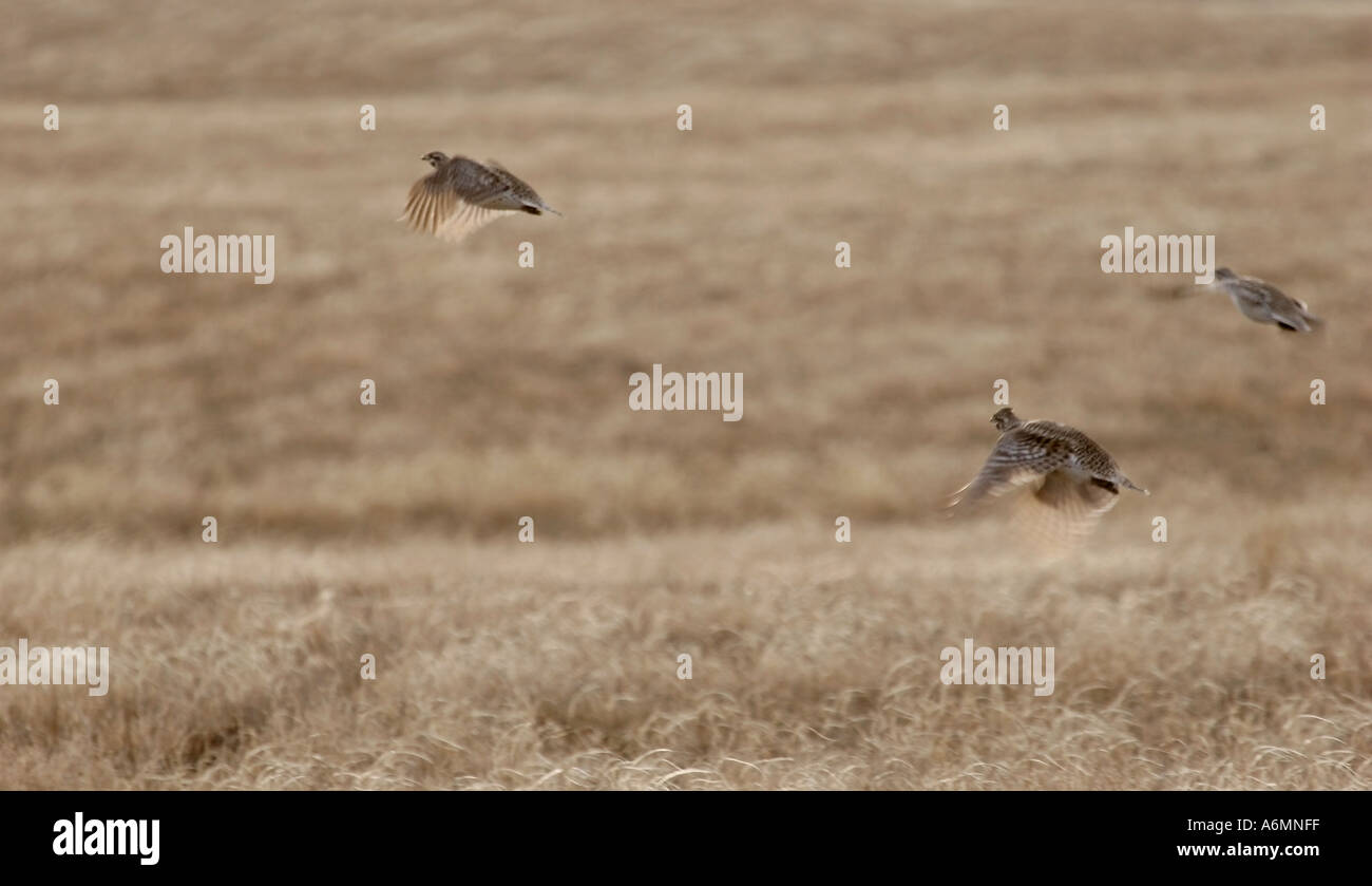 Sharp tailed Grouse in flight over prairie field in scenic Saskatchewan ...