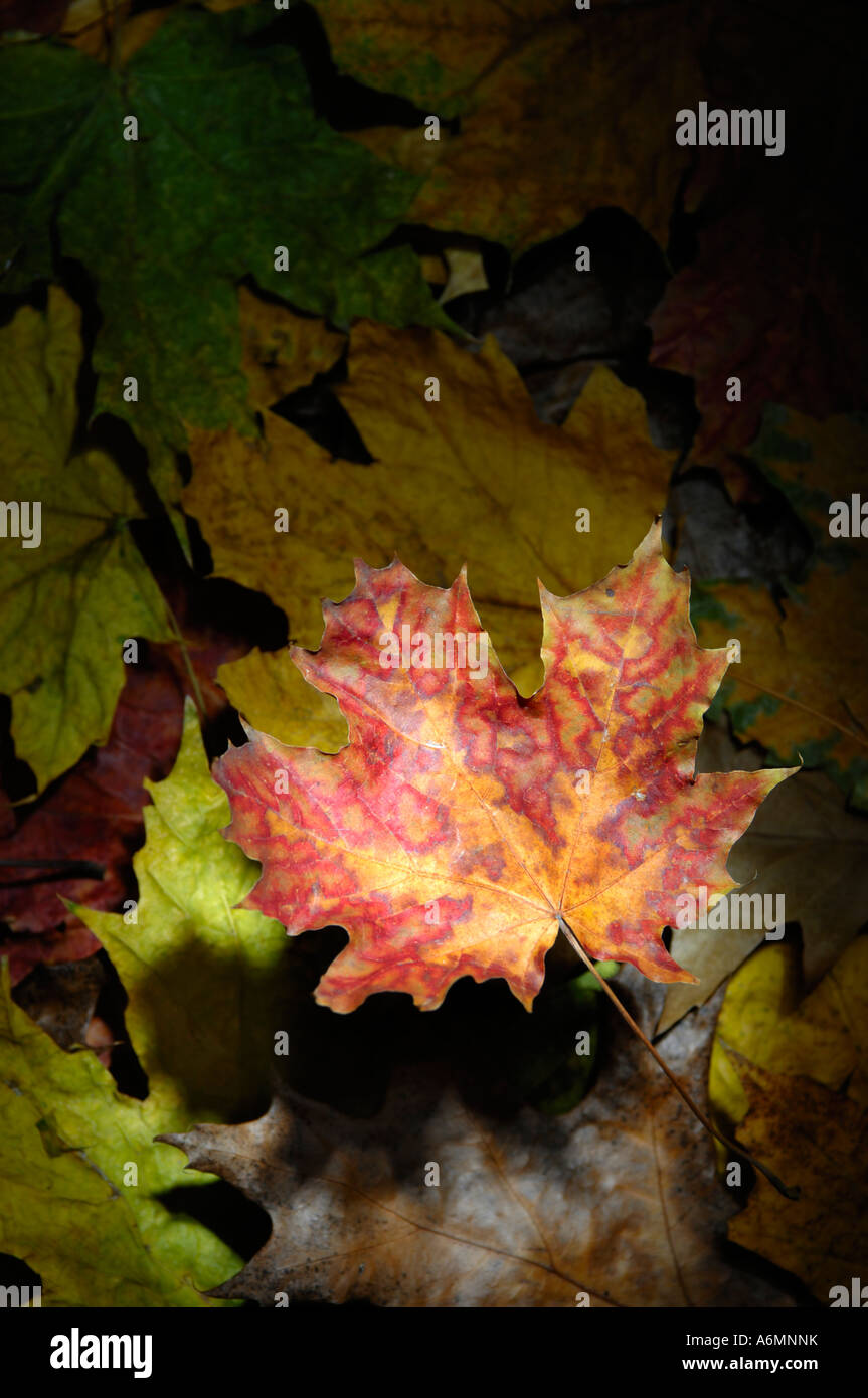 One leaf falling hi-res stock photography and images - Alamy