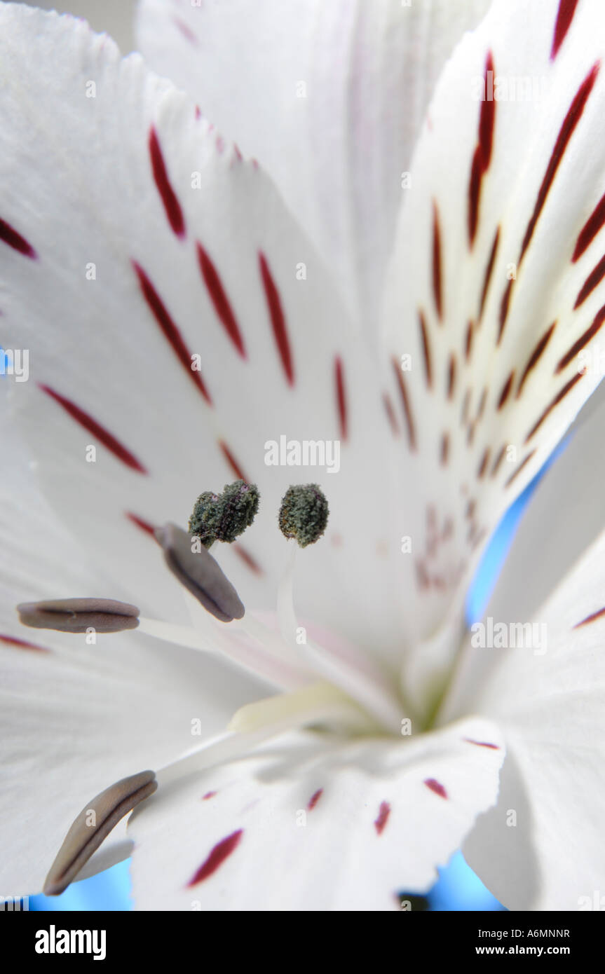 White alstroemeria flower Lily of the Incas Stock Photo - Alamy
