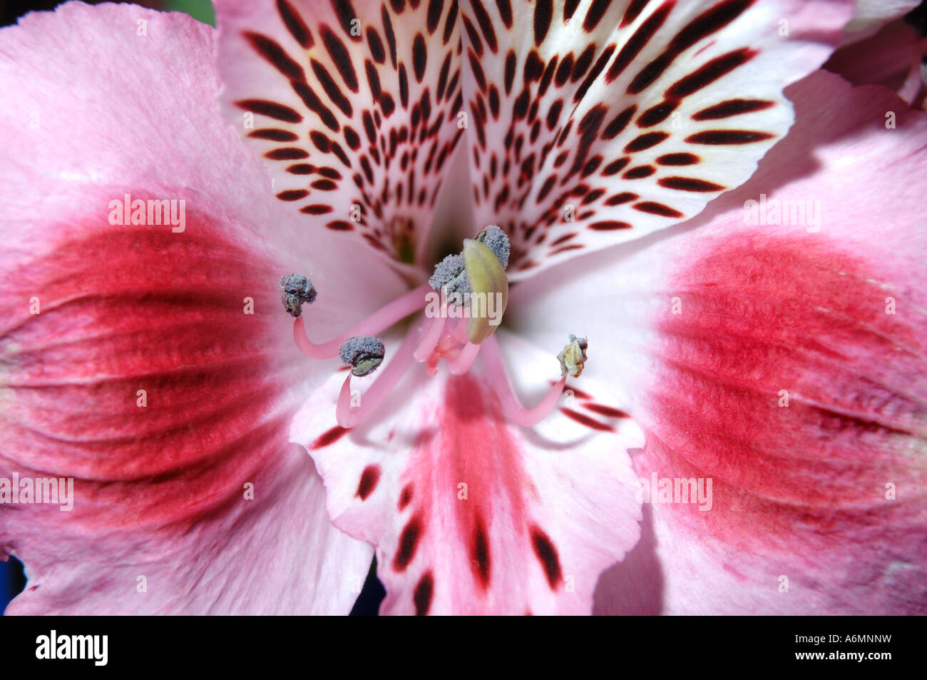 Pink alstroemeria flower Peruvian liliy Stock Photo - Alamy