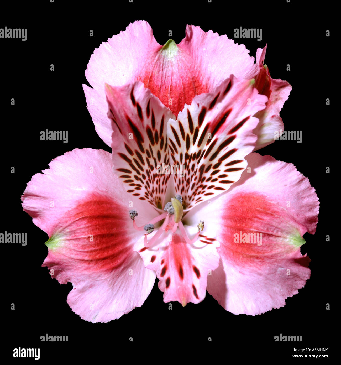 Alstroemeria hybrids hi-res stock photography and images - Alamy