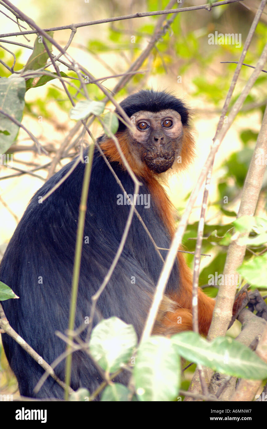 Western red colobus monkey hi-res stock photography and images - Alamy