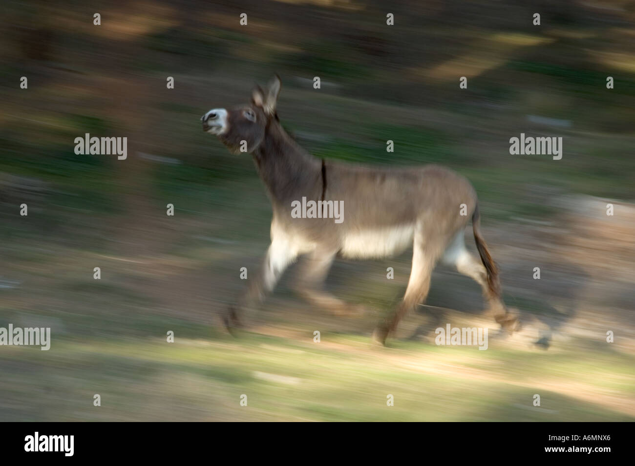 Donkey at gallop hi-res stock photography and images - Alamy