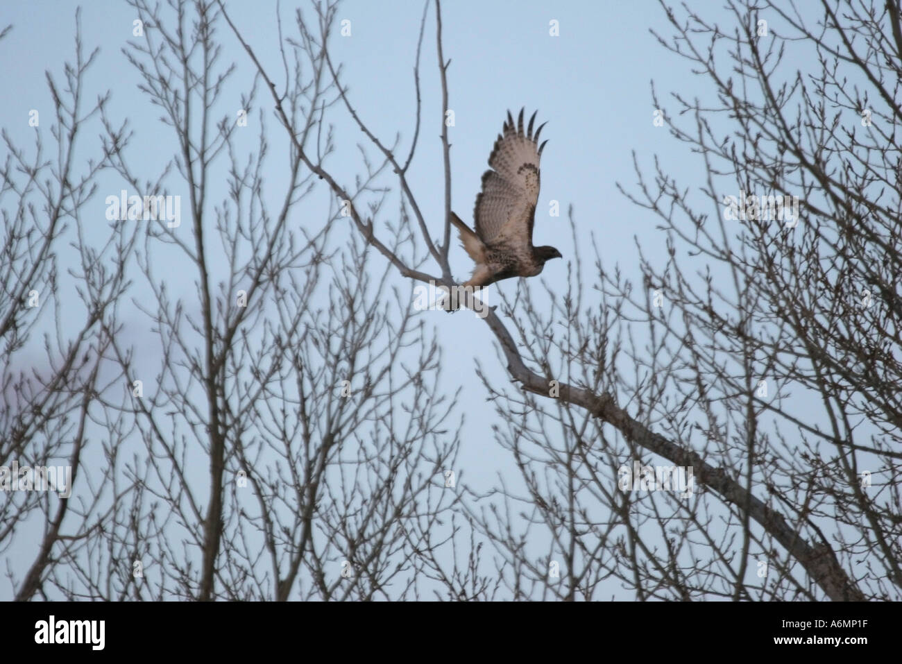 Red-tailed Hawk taking flight from tree in scenic Saskatchewan Canada ...