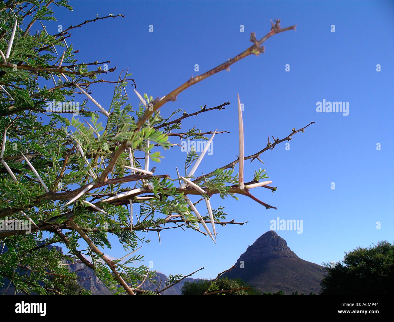 South africa thorn hi-res stock photography and images - Alamy