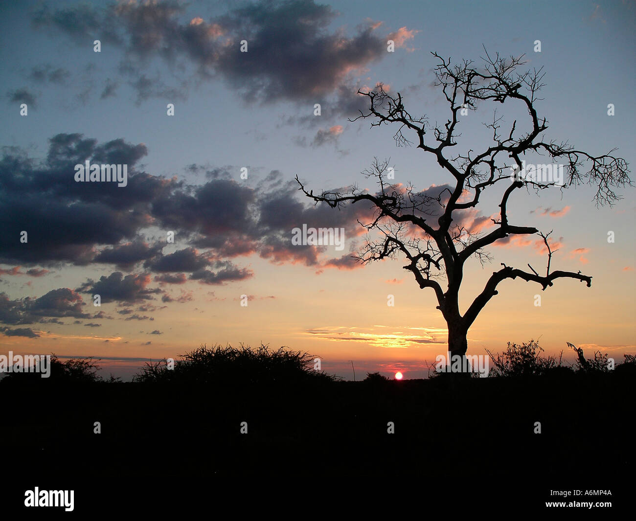 African Bush Sunset Kruger Park Stock Photo - Alamy
