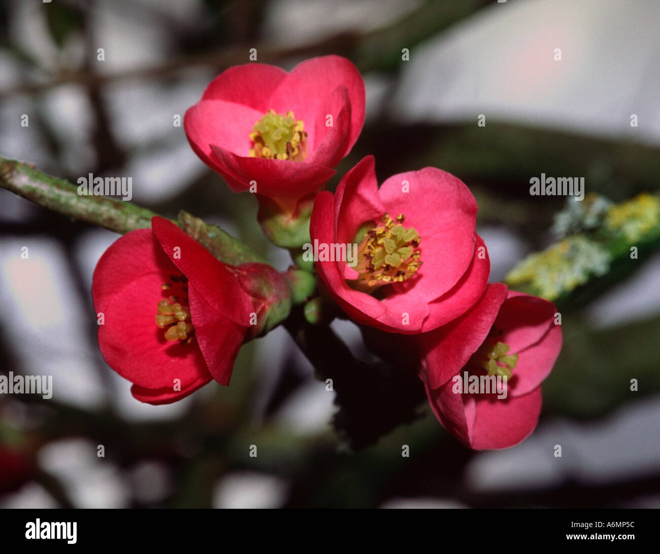 Japanest hi-res stock photography and images - Alamy