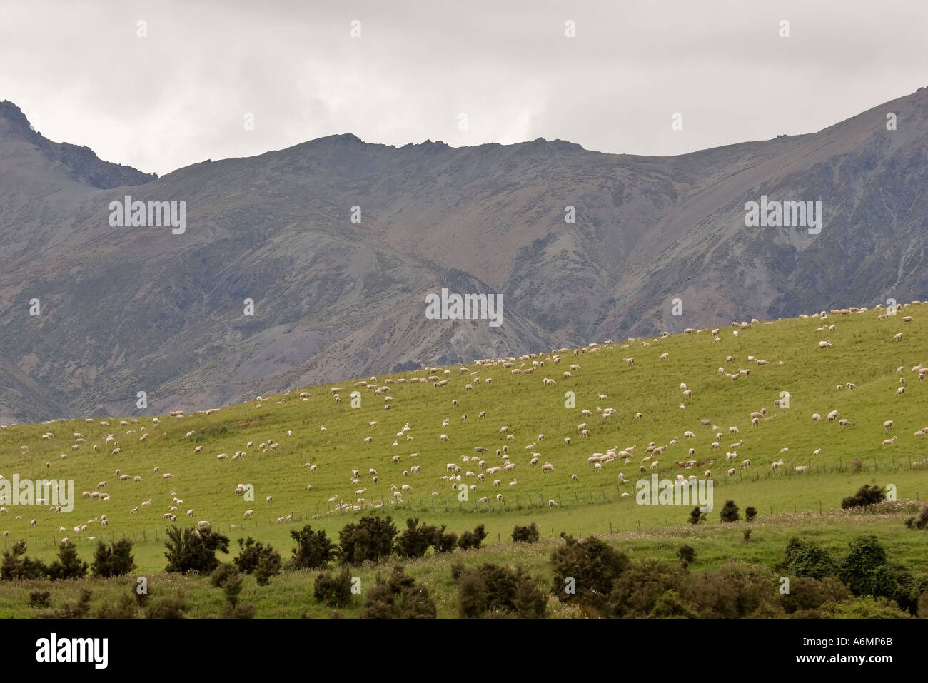 Sheep Grazing in Te Anau Milford Sound Fjord in scenic New Zealand ...