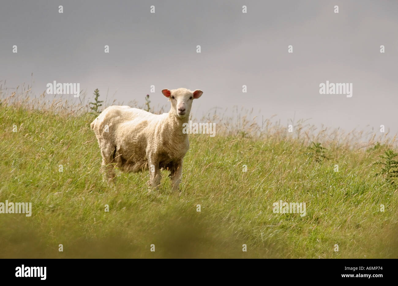 Sheep Grazing at Te Anau Milford Sound Fjord in scenic New Zealand ...