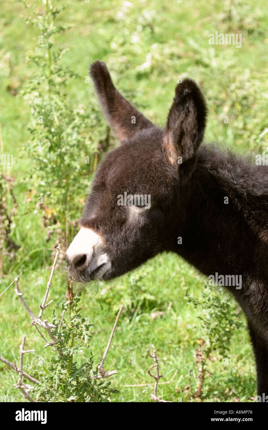 Donkey at Te Anau Milford Sound Fjord in scenic New Zealand Stock Photo ...