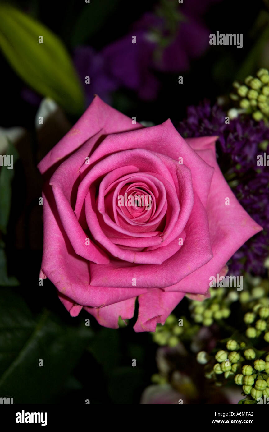 dusky pink rose Stock Photo - Alamy