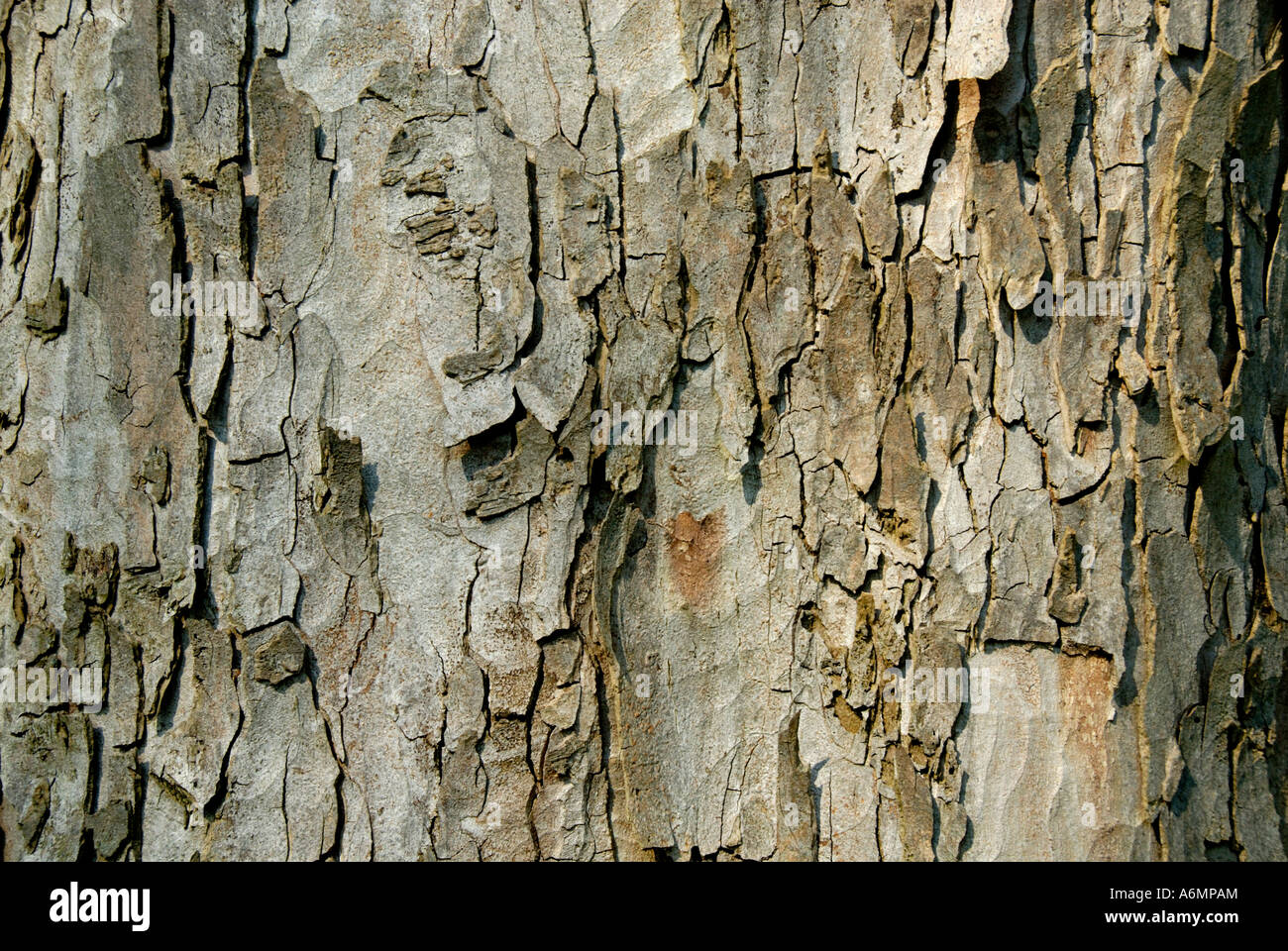 Detail of bark on beech tree. Lake District National Park, Cumbria ...