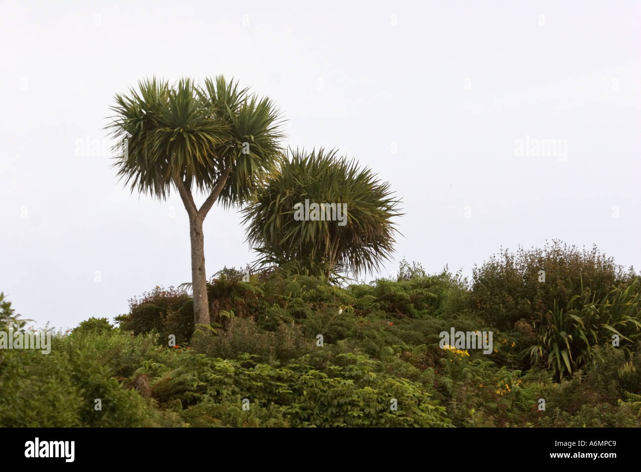 An unique tree in scenic New Zealand Stock Photo - Alamy