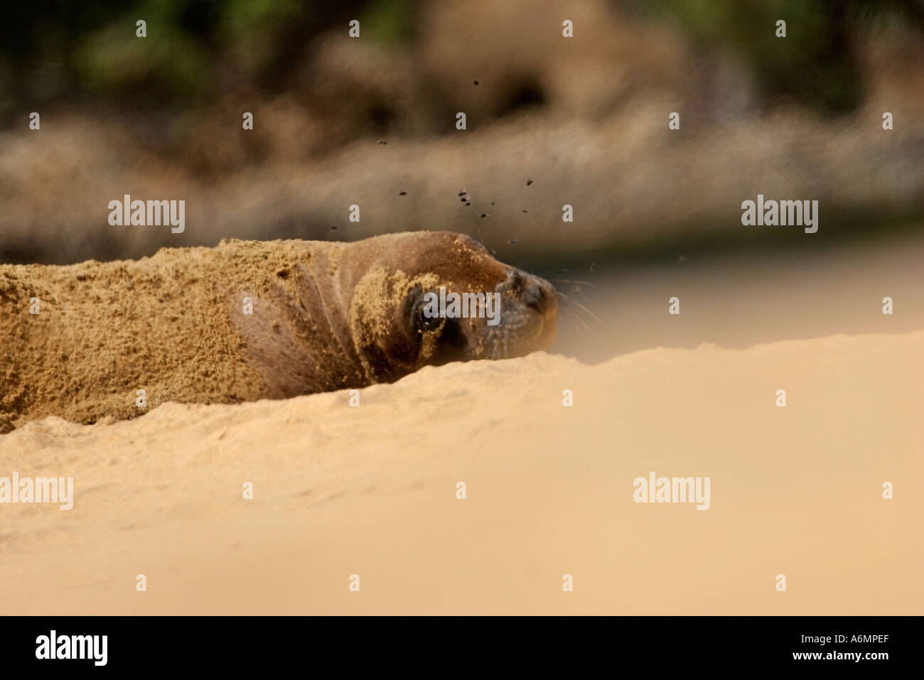 New Zealand Fur Seal in scenic New Zealand Stock Photo - Alamy