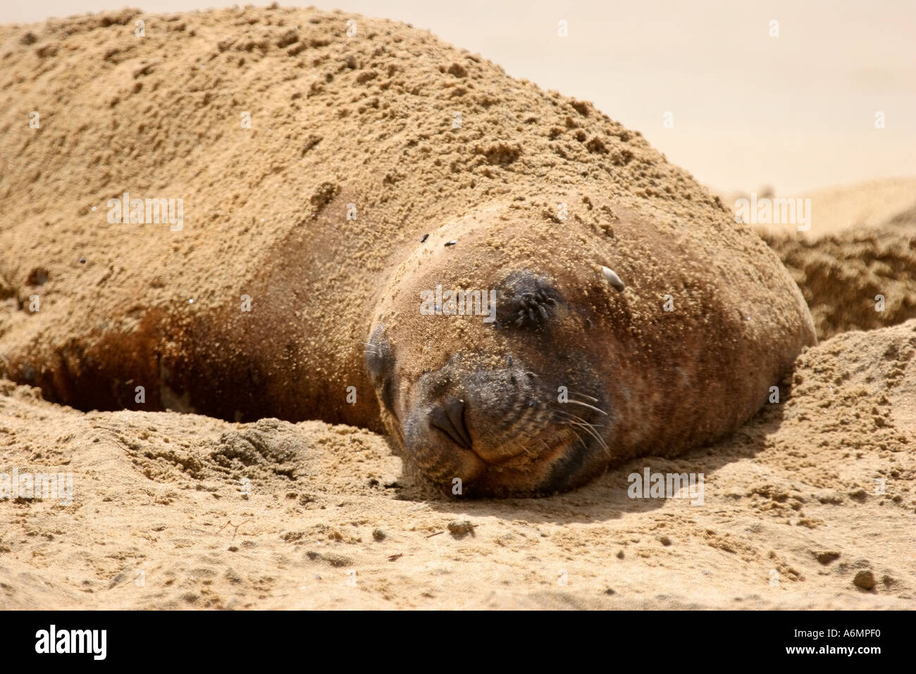 New Zealand Fur Seal in scenic New Zealand Stock Photo - Alamy