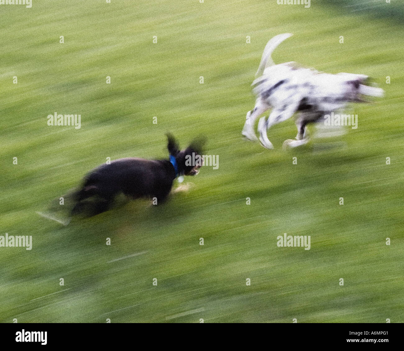 A Gordon Setter pup chases a mature Dalmation in a blurred park setting ...