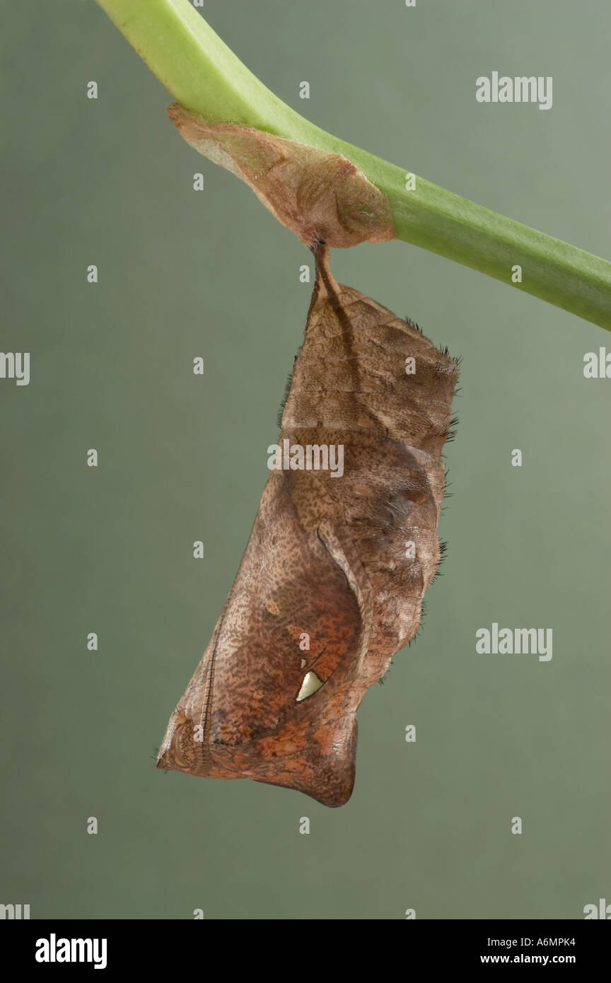 Owl Butterfly pupa - Caligo eurilochus Stock Photo - Alamy