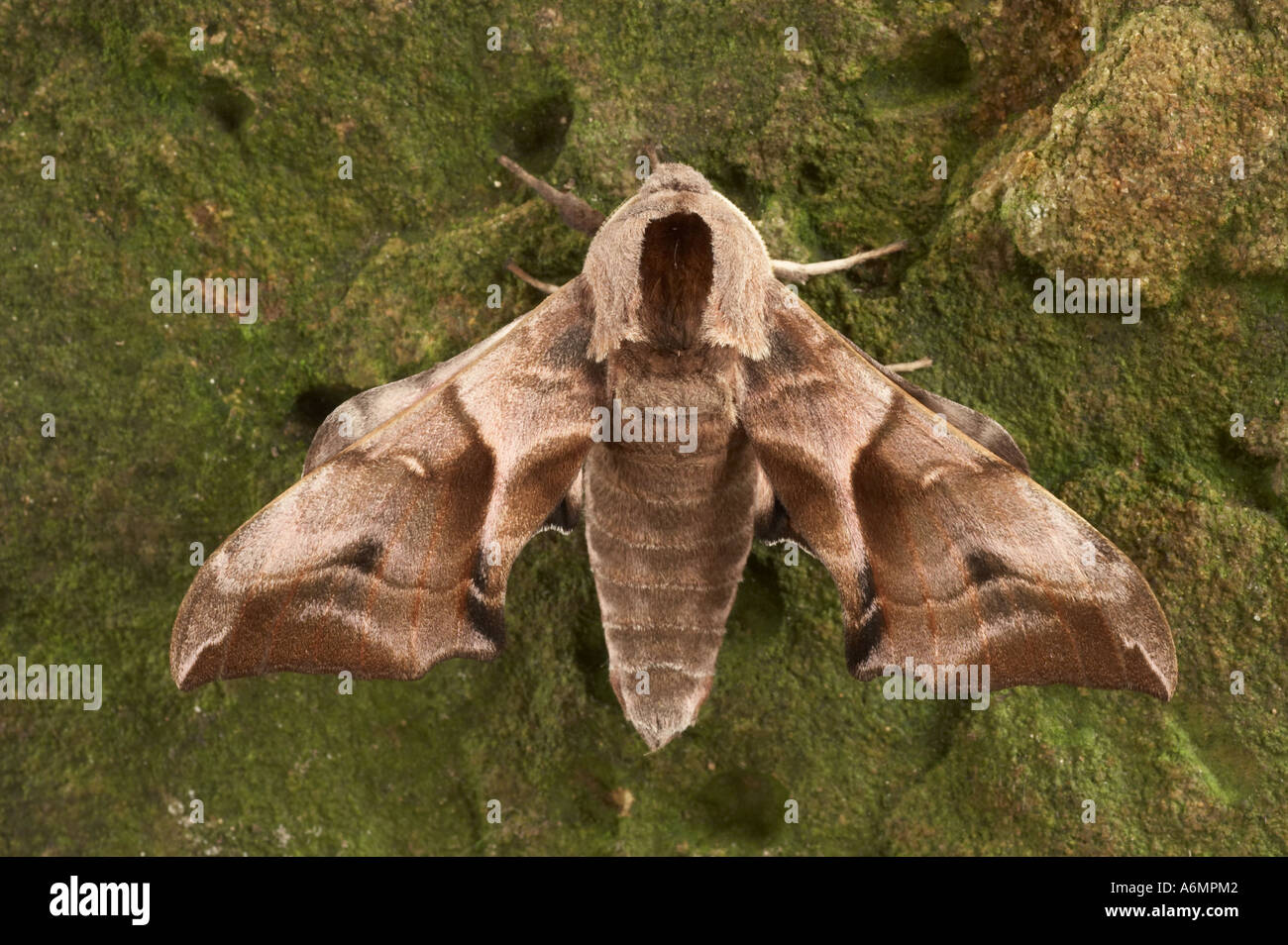 Eyed Hawk Moth - Smerinthus ocellata Stock Photo - Alamy